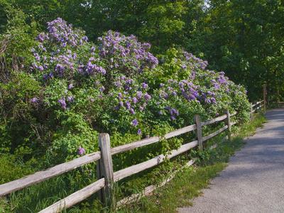 'USA, Michigan. Blooming French Lilac along a wooden fence ...