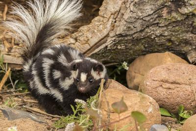 'USA, Minnesota, Pine County. Captive spotted skunk.' Photographic ...