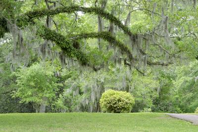 'USA, Mississippi, Natchez. Trees at the Longwood antebellum home ...