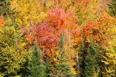 'USA, New Hampshire, fall foliage Bretton Woods at base of Mount ...