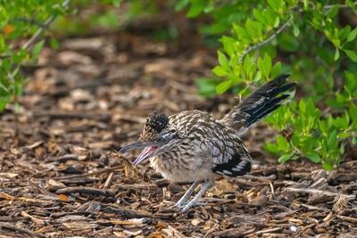 'USA, New Mexico. Greater roadrunner with nesting material ...