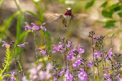 'USA, New Mexico. Male calliope hummingbird in flight.' Photographic ...