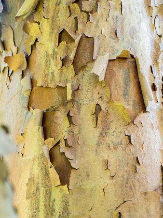 'USA, Pennsylvania. Colorful bark on a tree in a garden.' Photographic ...