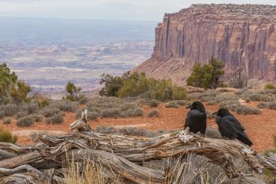 'USA, Utah, Canyonlands National Park. Pair of Ravens on Log ...