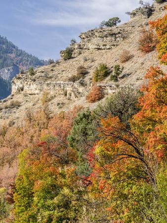 'USA, Utah. Fall color with aspens along Logan Canyon.' Photographic ...