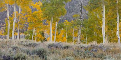 'USA, Utah, Fishlake National Forest. Aspen trees in grassy meadow ...