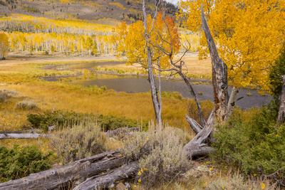 'USA, Utah, Fishlake National Forest. Ponds and forest landscape ...