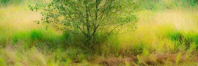 'USA, Washington State, Bellevue Alder Tree in field surrounded by ...