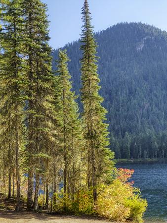 'USA, Washington State. Evergreens standing tall with Cooper Lake and ...