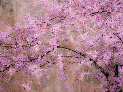 'USA, Washington State, Fall City, Springtime cherry trees blooming ...