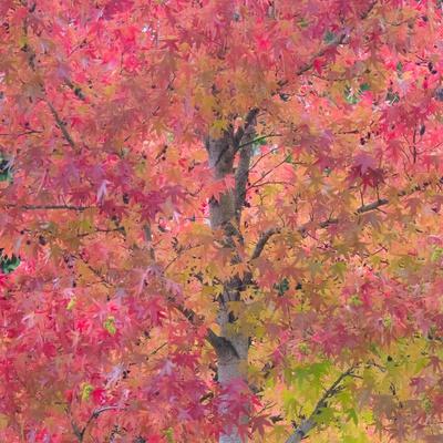 'USA, Washington State, Issaquah with fall colored Maple trees along ...