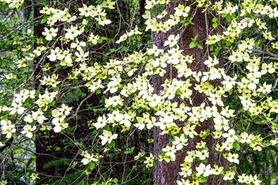 'USA, Washington State, Pacific Northwest Sammamish White Dogwood ...