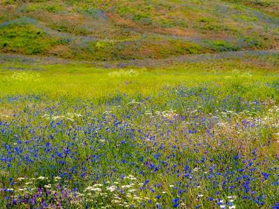 'USA, Washington State, Palouse and field of blue bachelor buttons ...