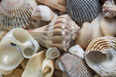 'USA, Washington State, Seabeck. Seashells variety.' Photographic Print ...