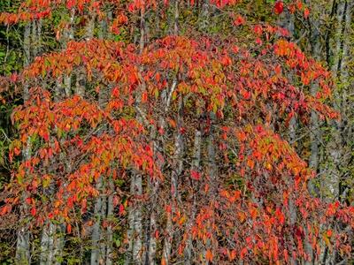 'USA, Washington State, Snoqualmie cherry trees in red with backdrop of ...