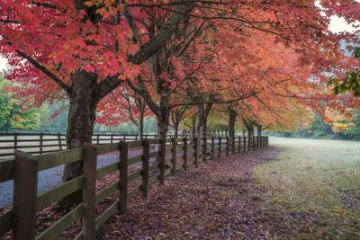 'USA, Washington State. Trees in fall colors and fence.' Photographic ...