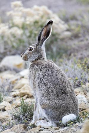 'USA, Wyoming, Sublette County. White-tailed Jackrabbit sitting in a ...