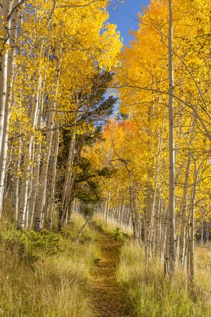 'Utah, Fishlake National Forest. Trail in Aspen Trees' Photographic ...