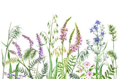 'Hand Drawn Wild Flowers. Watercolor Wildflowers on White Background ...