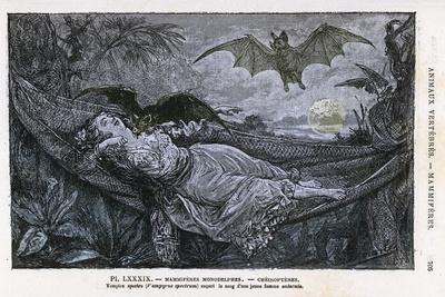 'Vampire Bat Bites the Neck of a Sleeping Girl in as Hammock ...
