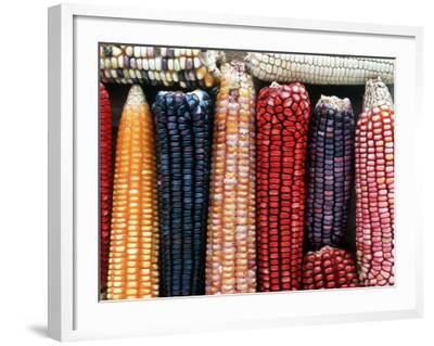 'Varieties of Corn that Lacandons Grow in Their Milpas, Selva Lacandona ...