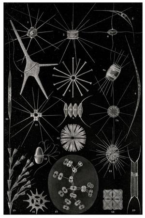 'Varieties of Microscopic Marine Organisms, 1900 (Litho)' Giclee Print ...