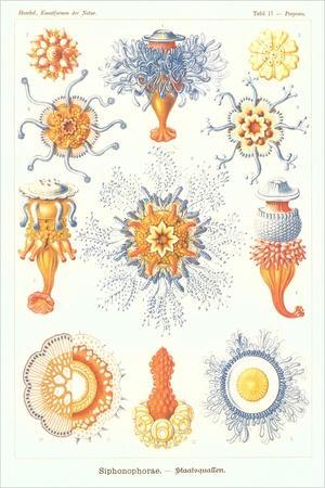 'Varieties of Siphonophore' Poster | AllPosters.com