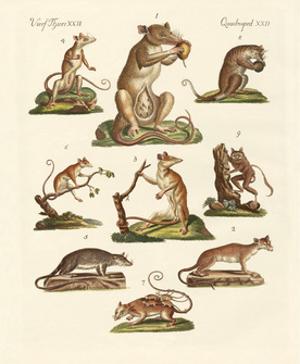 Opossum Posters, Prints, Paintings & Wall Art | AllPosters.com