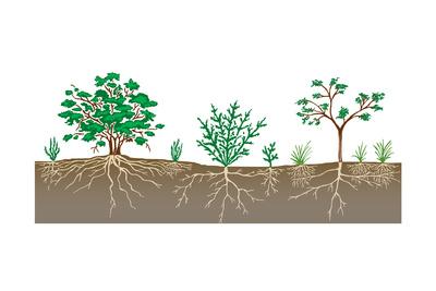 'Vegetation Profile of a Scrubland. Biosphere, Earth Sciences' Poster ...