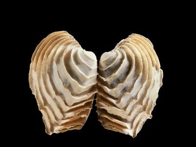'Venus clam shell' Photographic Print | AllPosters.com