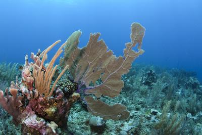 'Venus Sea Fan, Hol Chan Marine Reserve, Coral Reef Island, Belize ...