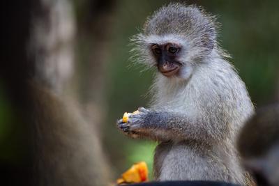 Vervet Monkey, in a South Africa Sanctuary, South Africa, Africa ...