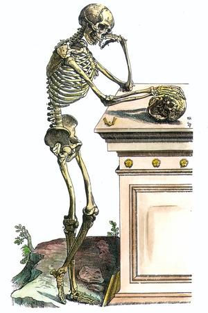 'Vesalius: Skeleton, 1543' Giclee Print - Andreas Vesalius | AllPosters.com