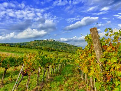 'Vienna Vineyards, Austria' Photographic Print - Richard Duval ...
