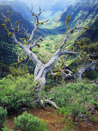 'View of Steens Mountain at Little Blitzen River Gorge, Oregon, USA ...