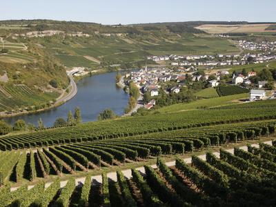 'Vineyards and Village of Machtum, Mosel Valley, Luxembourg, Europe ...