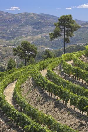 'Vineyards of the Douro Valley, Pinhao, Portugal' Photographic Print ...