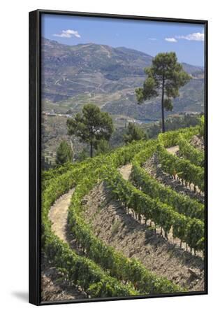 'Vineyards of the Douro Valley, Pinhao, Portugal' Photographic Print ...