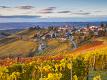 'Vineyards, Treiso, Nr Alba, Langhe, Piedmont (or Piemonte or Piedmonte ...