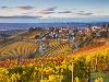 'Vineyards, Treiso, Nr Alba, Langhe, Piedmont (or Piemonte or Piedmonte ...