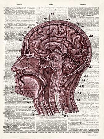 'Vintage Anatomy Brain' Posters - Christopher James | AllPosters.com