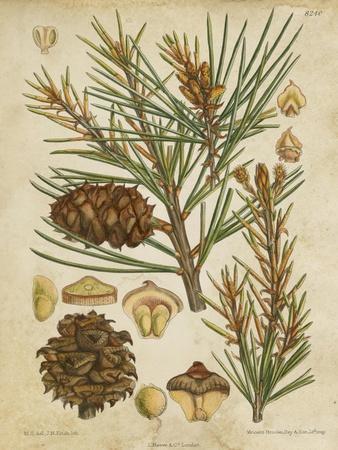 'Vintage Conifers II' Prints | AllPosters.com