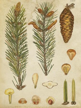 'Vintage Conifers IV' Posters | AllPosters.com