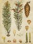 'Vintage Conifers IV' Posters | AllPosters.com