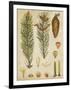 'Vintage Conifers IV' Posters | AllPosters.com