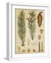 'Vintage Conifers IV' Posters | AllPosters.com