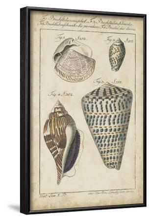 'Vintage Shell Study II' Prints - Martini | AllPosters.com