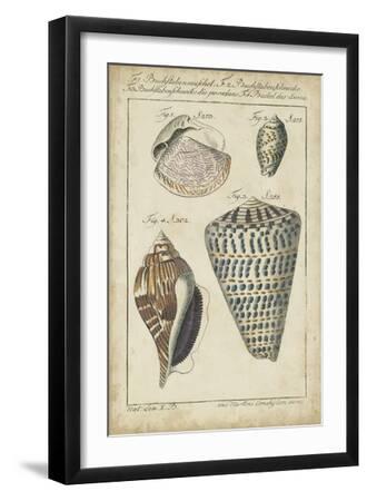 'Vintage Shell Study II' Prints - Martini | AllPosters.com