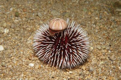'Violet Sea Urchin Living Animal and its Test or Shell on its Top ...