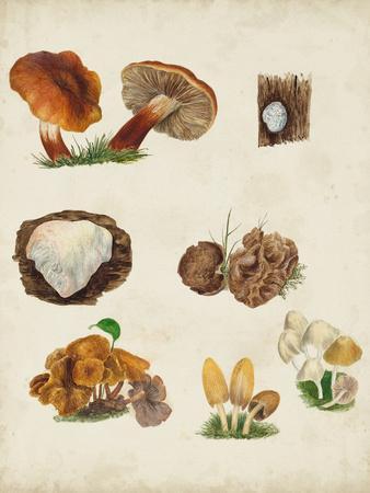 Mushroom Species I - Vision Studio | AllPosters.com
